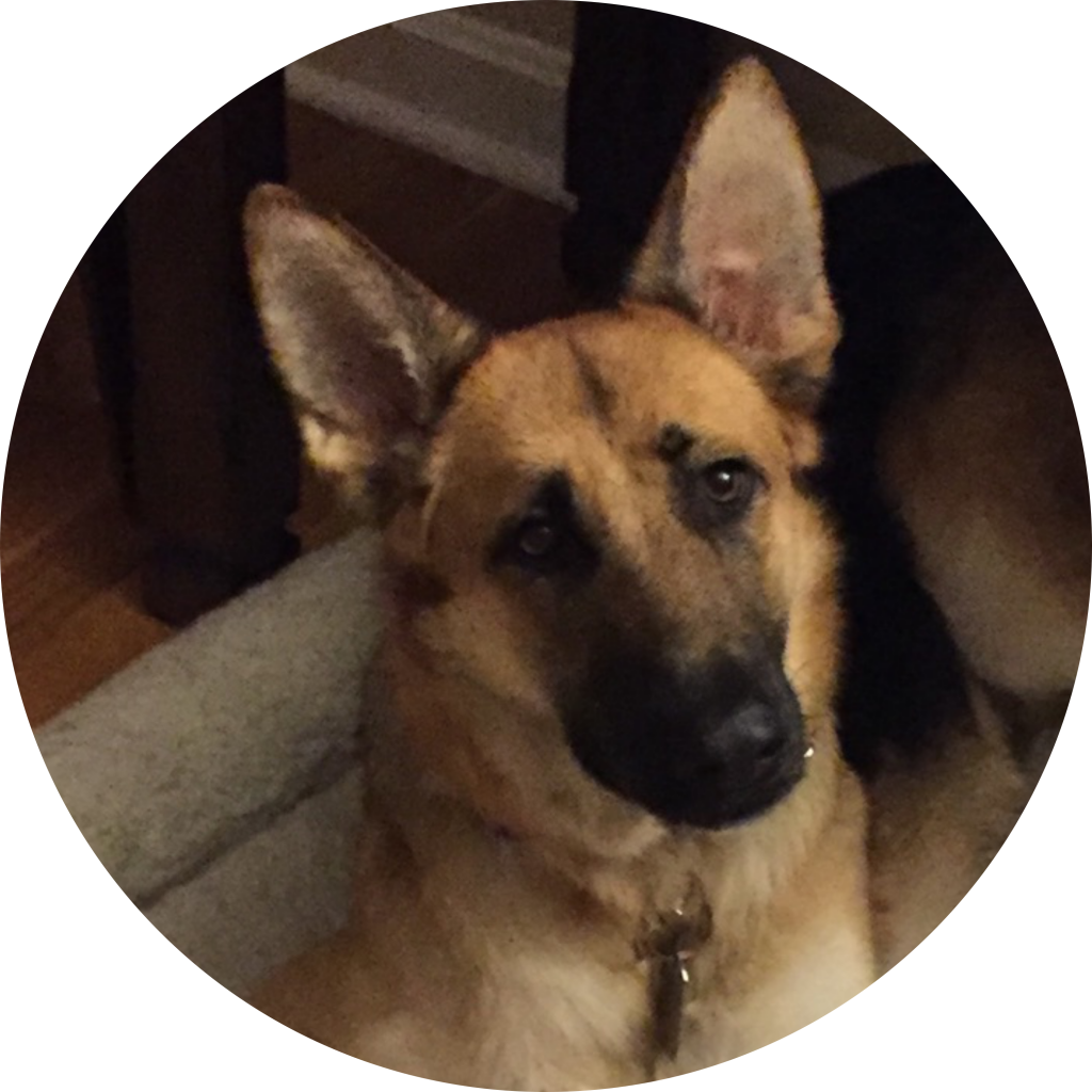 Daisy - Working Dogs Rescue