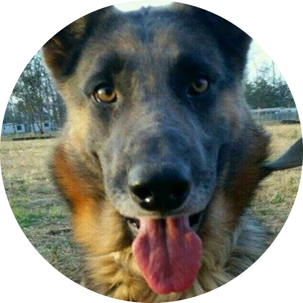 Duke - Working Dogs Rescue