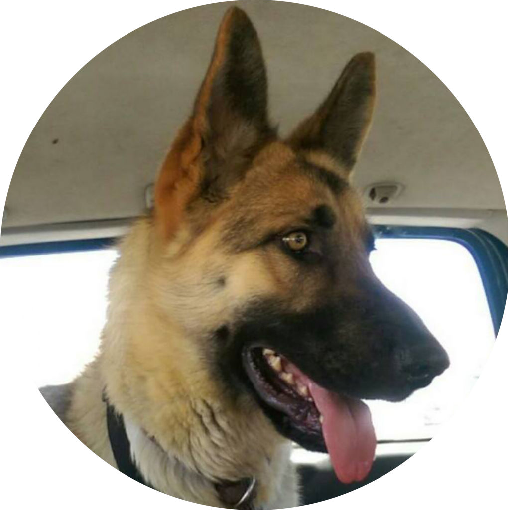 Frankie - Working Dogs Rescue