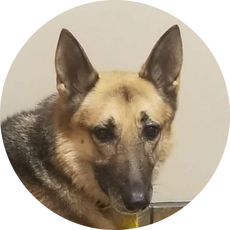 Star - Working Dogs Rescue