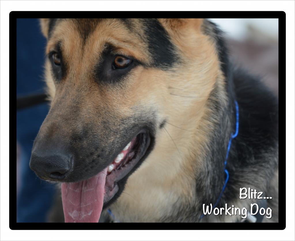 Adoption & Fostering - Working Dogs Rescue